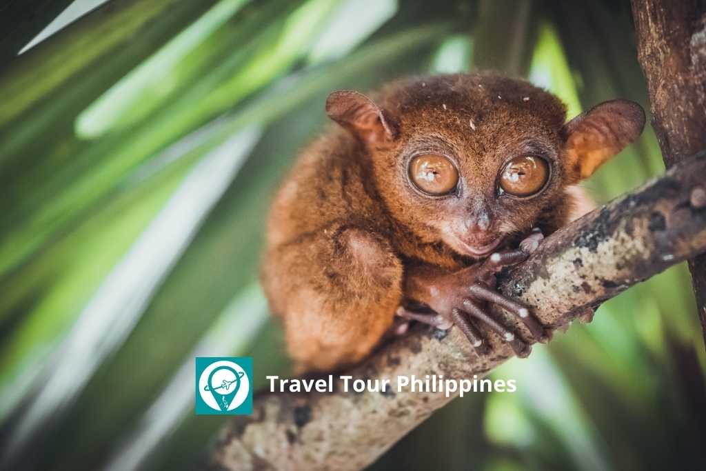 Explore Bohol - Travel Tour Philippines